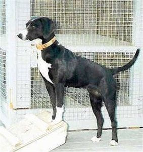 Stephens Stock Mountain Cur | Jesus Iniesta